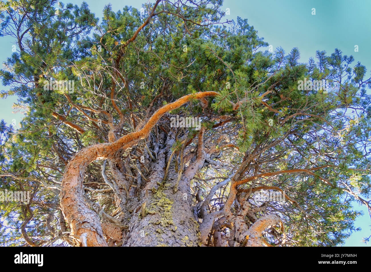 Pathology of trees. Column prominent pine. Unusual pine, dense plexus ...