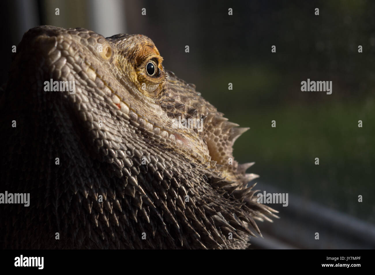 Dragon predator hi-res stock photography and images - Alamy