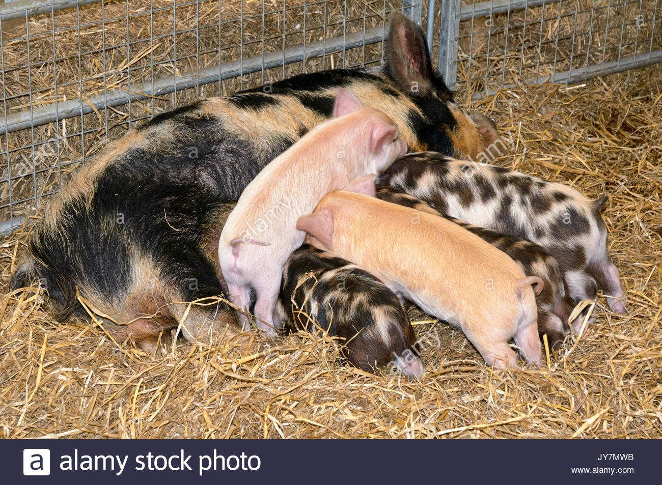 Pig Sty High Resolution Stock Photography and Images - Alamy