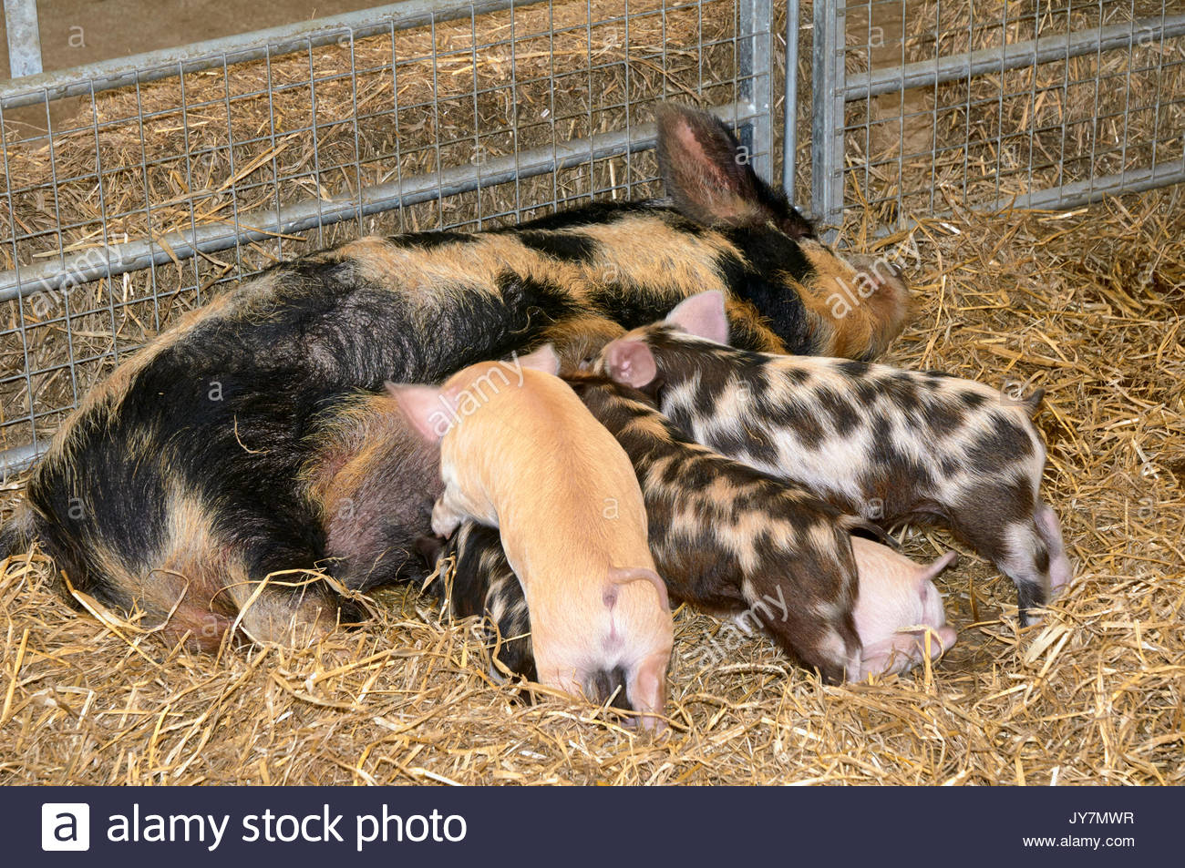 Pig Sty High Resolution Stock Photography and Images - Alamy