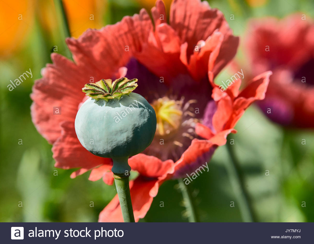 Red Poppy Seed Head High Resolution Stock Photography and Images - Alamy