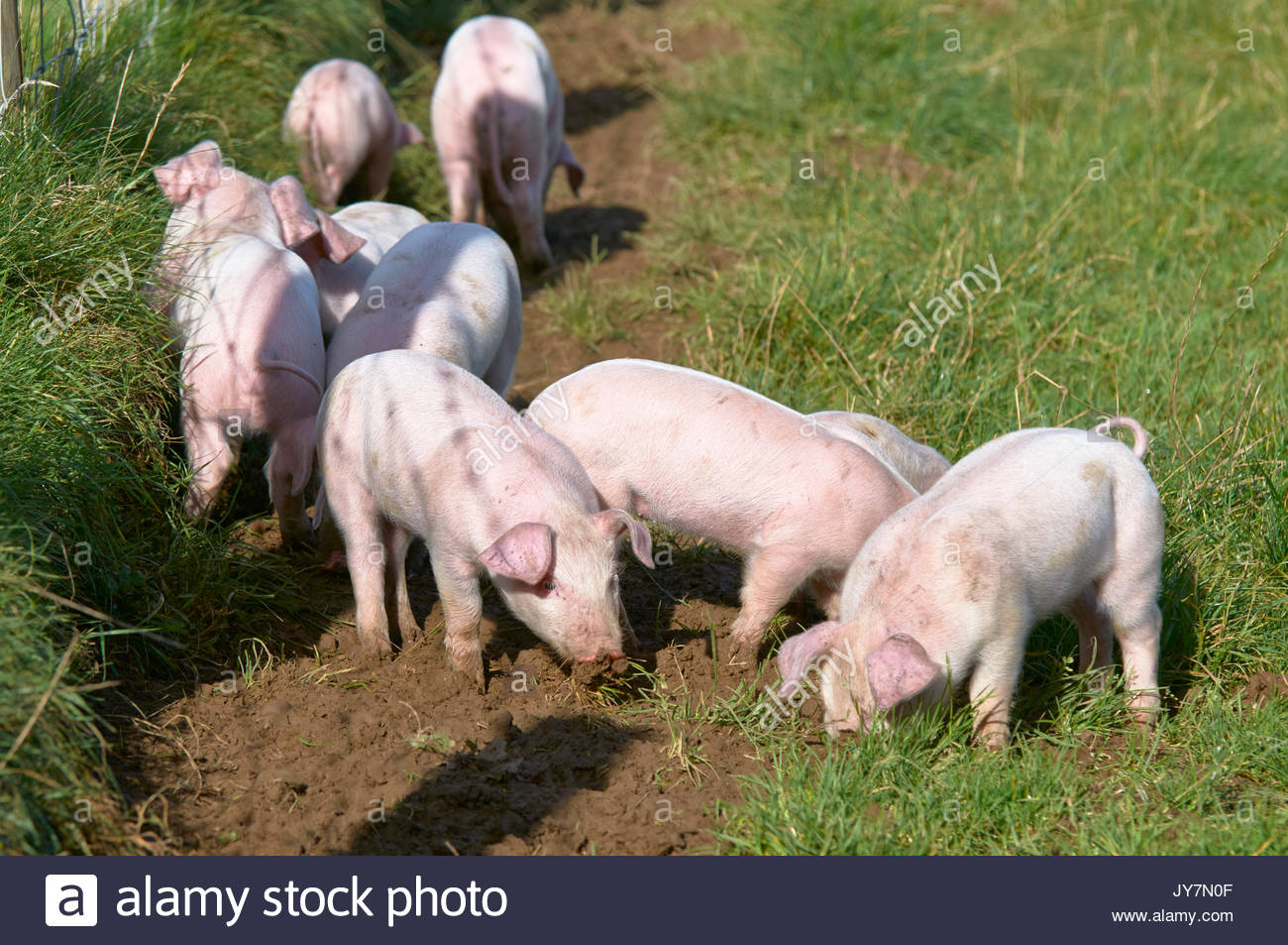 Piglets Feeding High Resolution Stock Photography and Images - Alamy