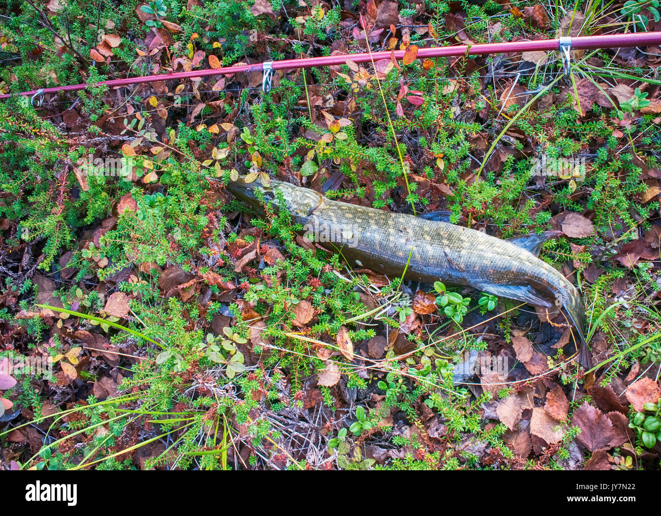 Jackfish river hi-res stock photography and images - Alamy