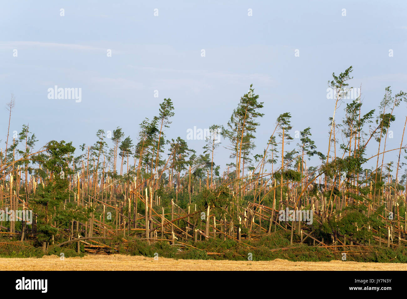 Fallen trees in forest caused by extremely high wind speed during the ...
