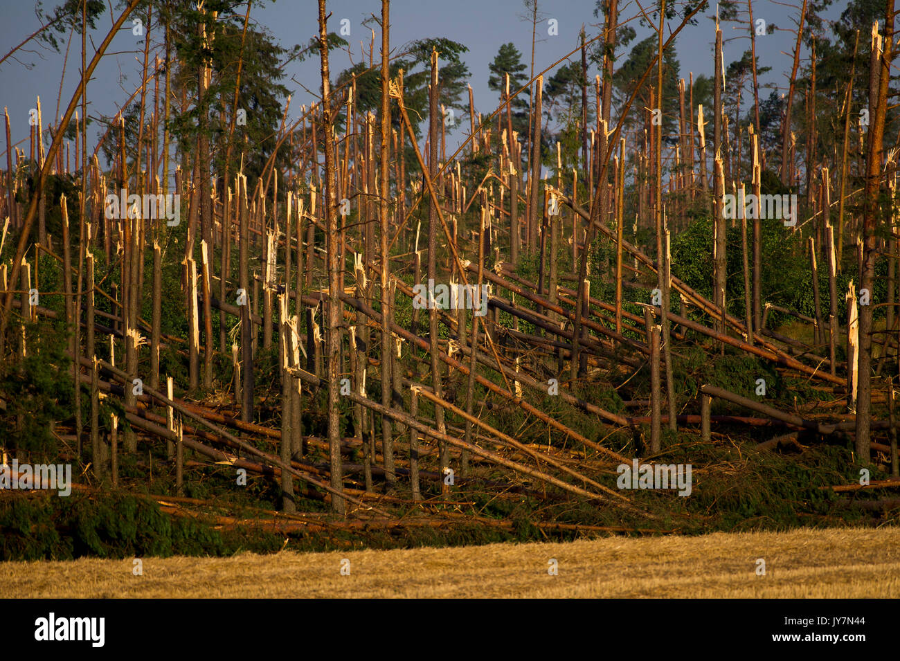 Fallen trees in forest caused by extremely high wind speed during the ...