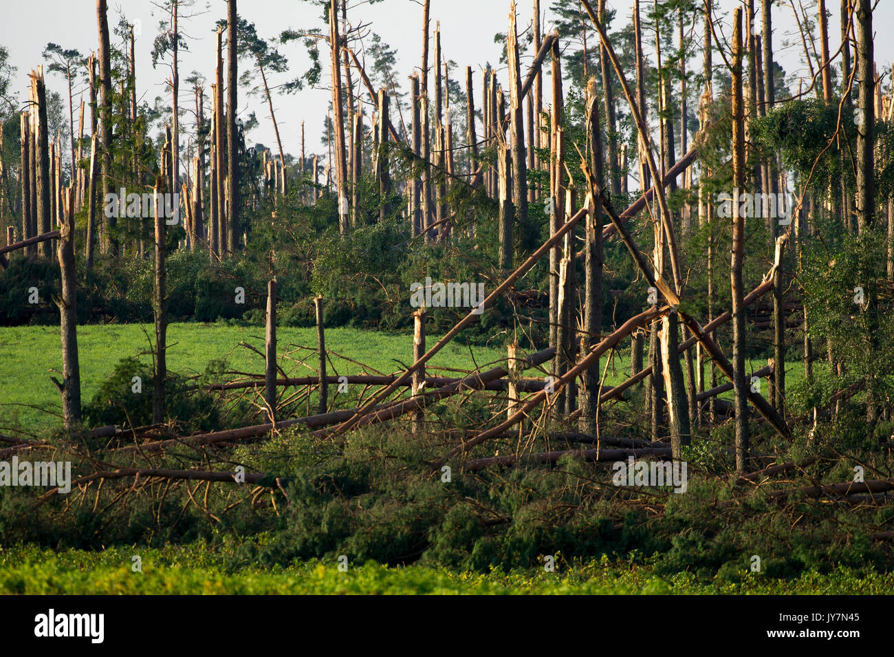 Fallen trees in forest caused by extremely high wind speed during the ...