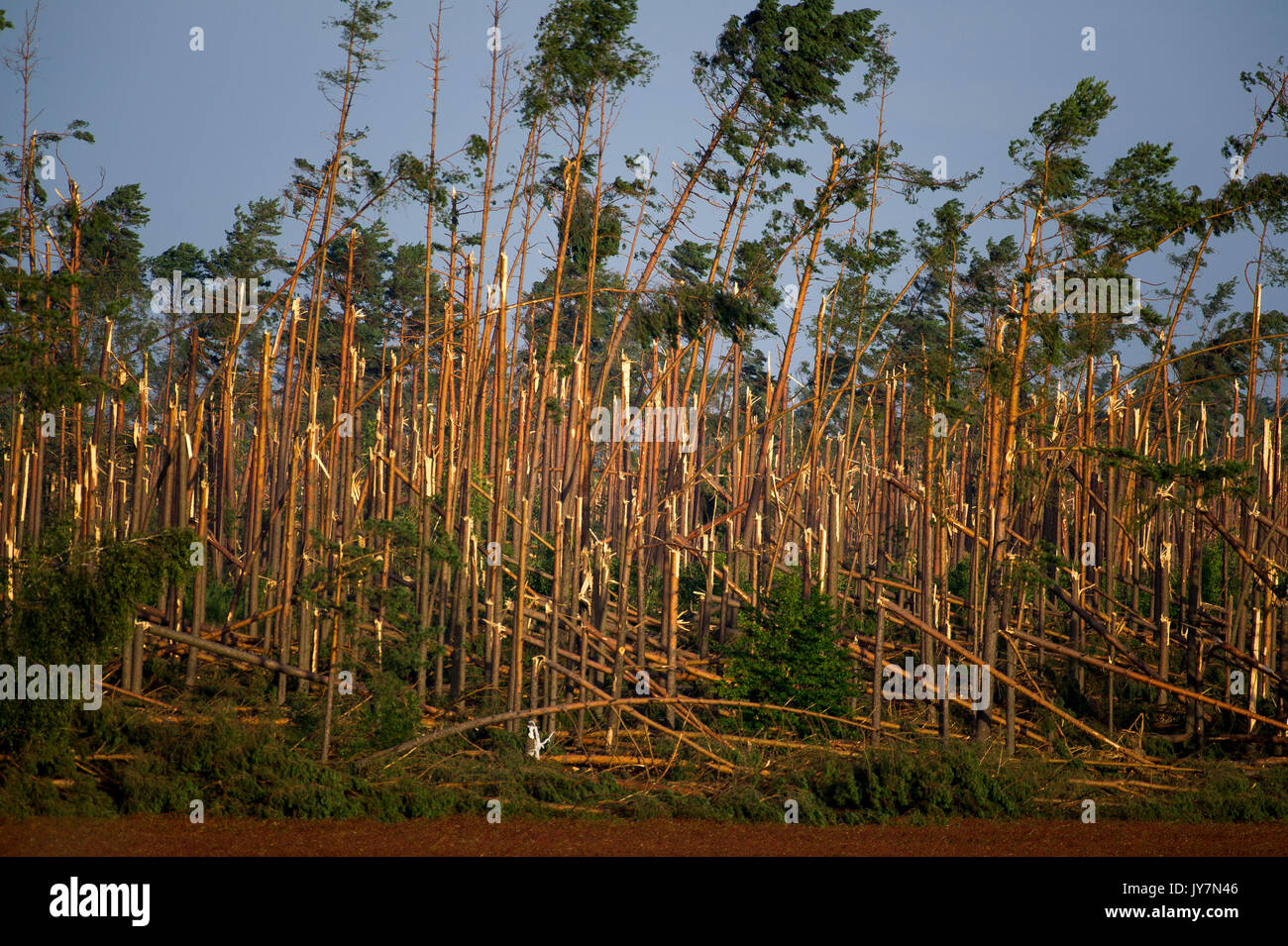 Fallen trees in forest caused by extremely high wind speed during the ...