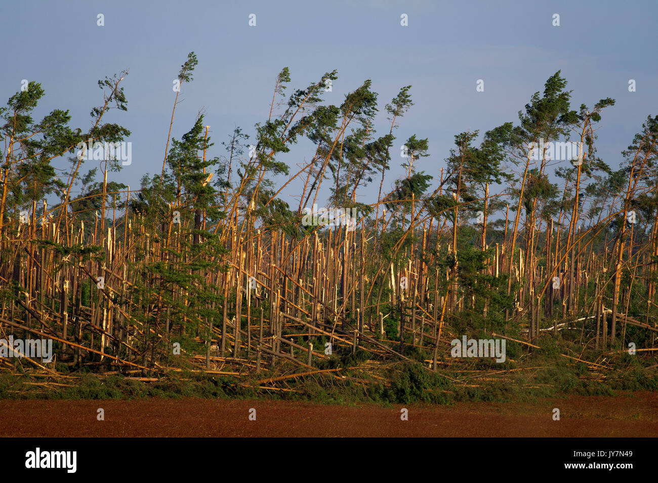 Fallen trees in forest caused by extremely high wind speed during the ...