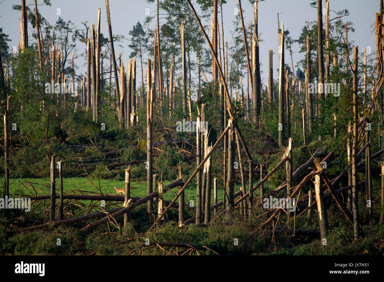 Fallen trees in forest caused by extremely high wind speed during the ...