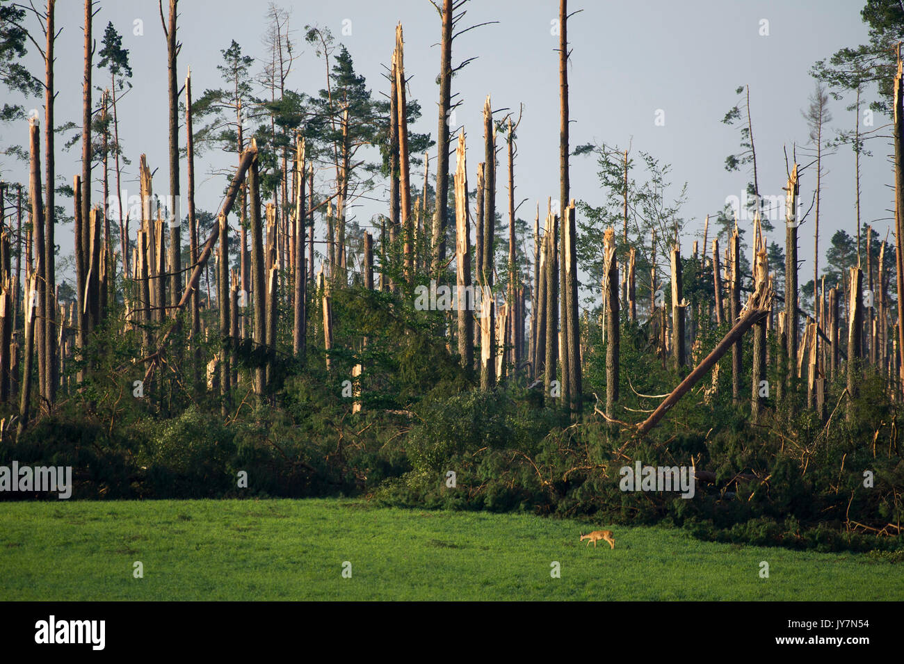 Fallen trees in forest caused by extremely high wind speed during the ...