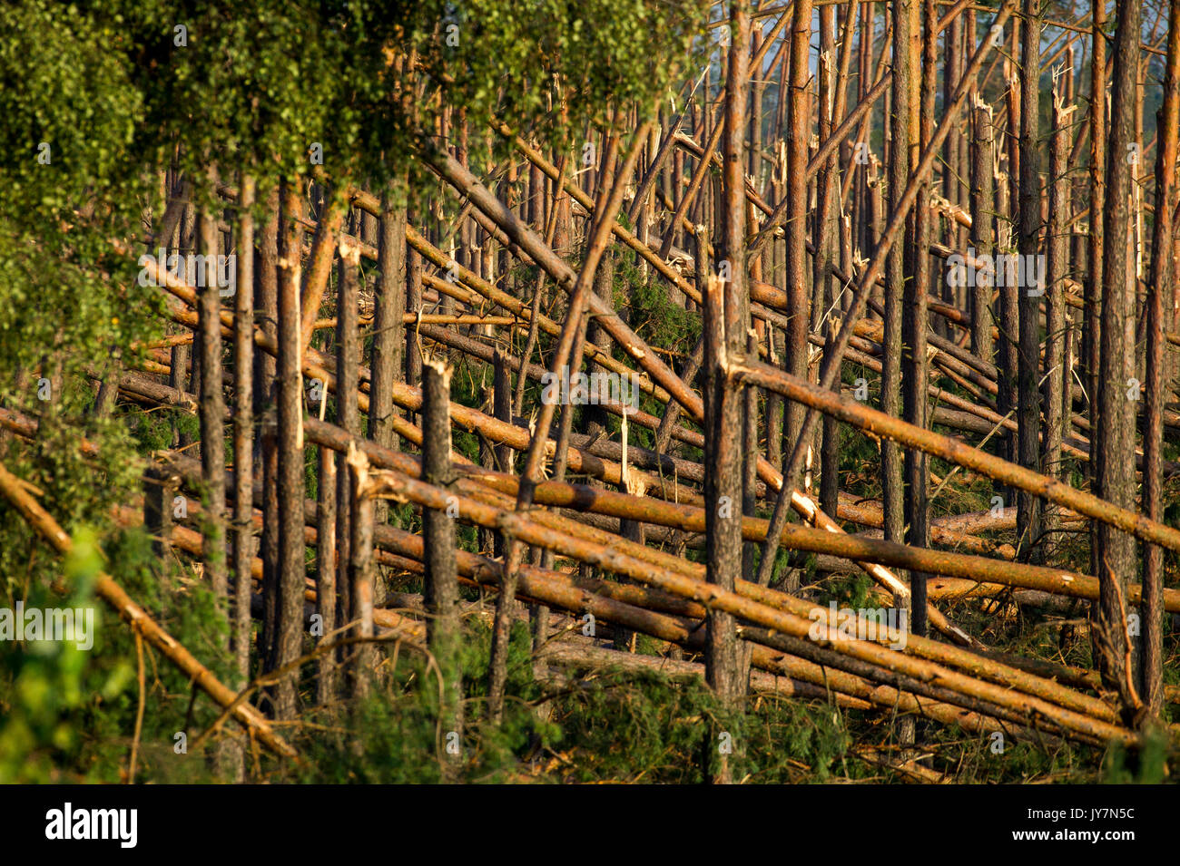 Fallen trees in forest caused by extremely high wind speed during the ...