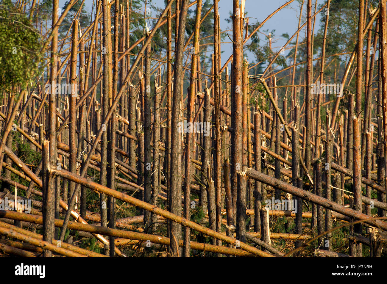 Fallen trees in forest caused by extremely high wind speed during the ...