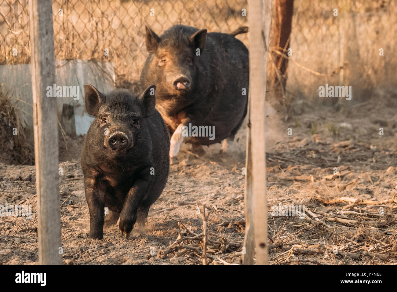 Two Household Black Pigs Running In Farm Yard. Pig Farming Is Raising ...