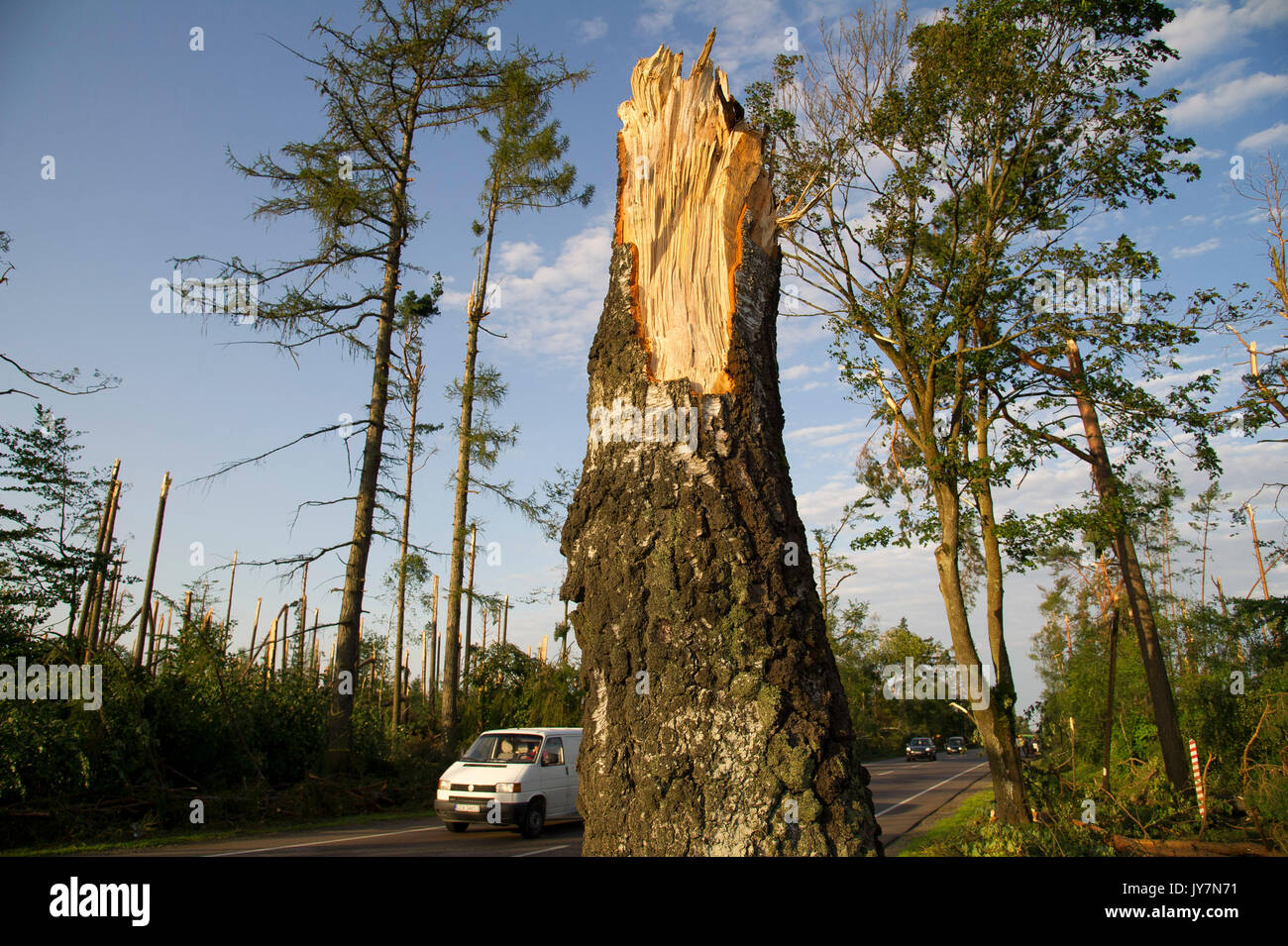 Fallen trees in forest caused by extremely high wind speed during the ...