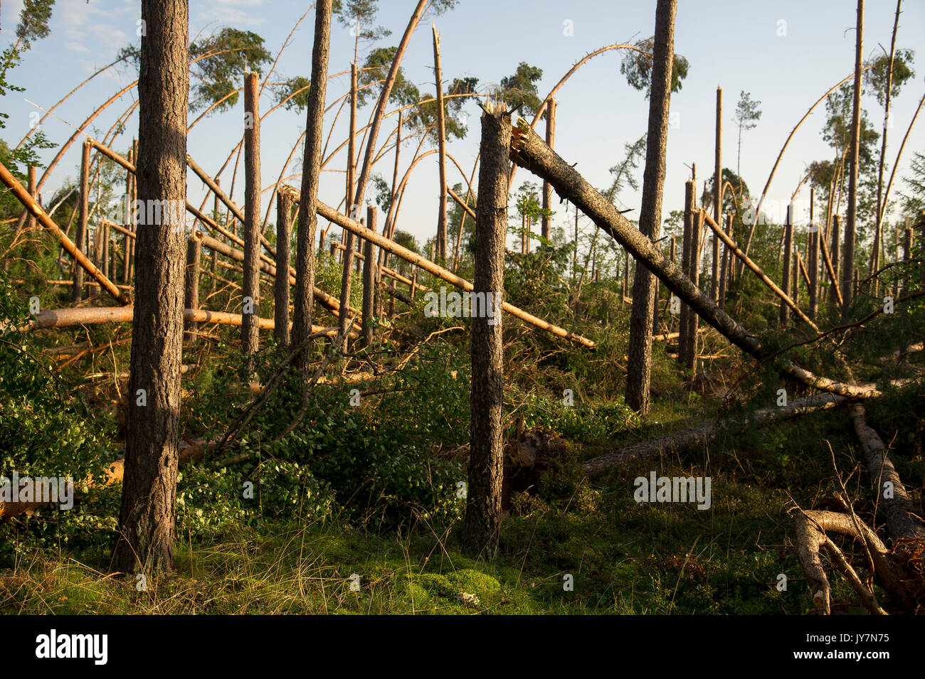 Fallen trees in forest caused by extremely high wind speed during the ...