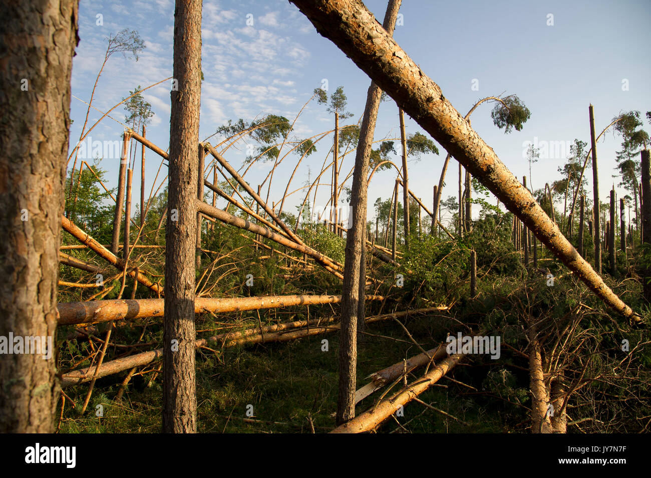 Fallen trees in forest caused by extremely high wind speed during the ...
