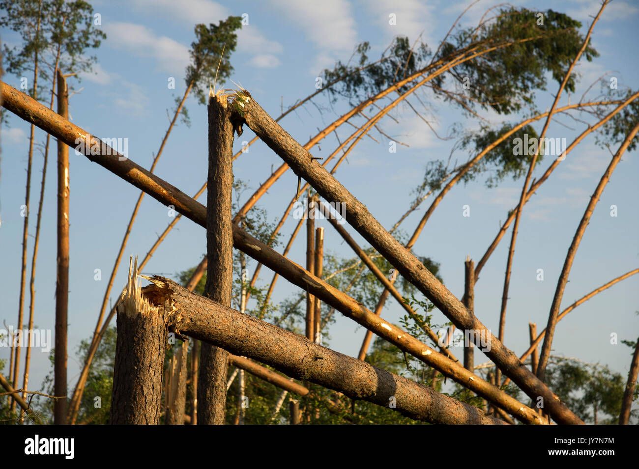 Fallen trees in forest caused by extremely high wind speed during the ...