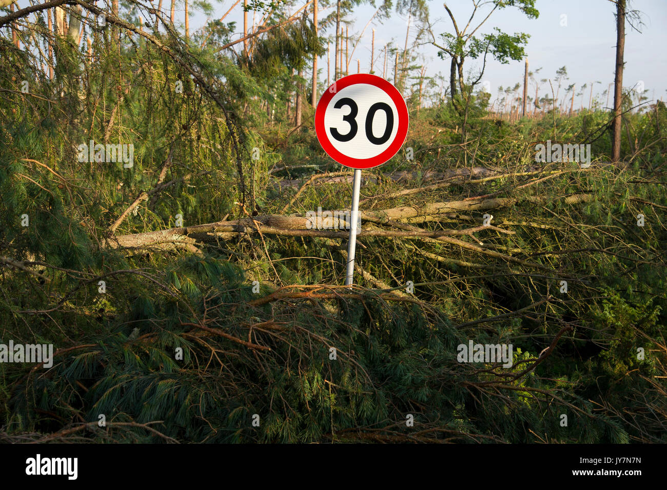 Fallen trees in forest caused by extremely high wind speed during the ...