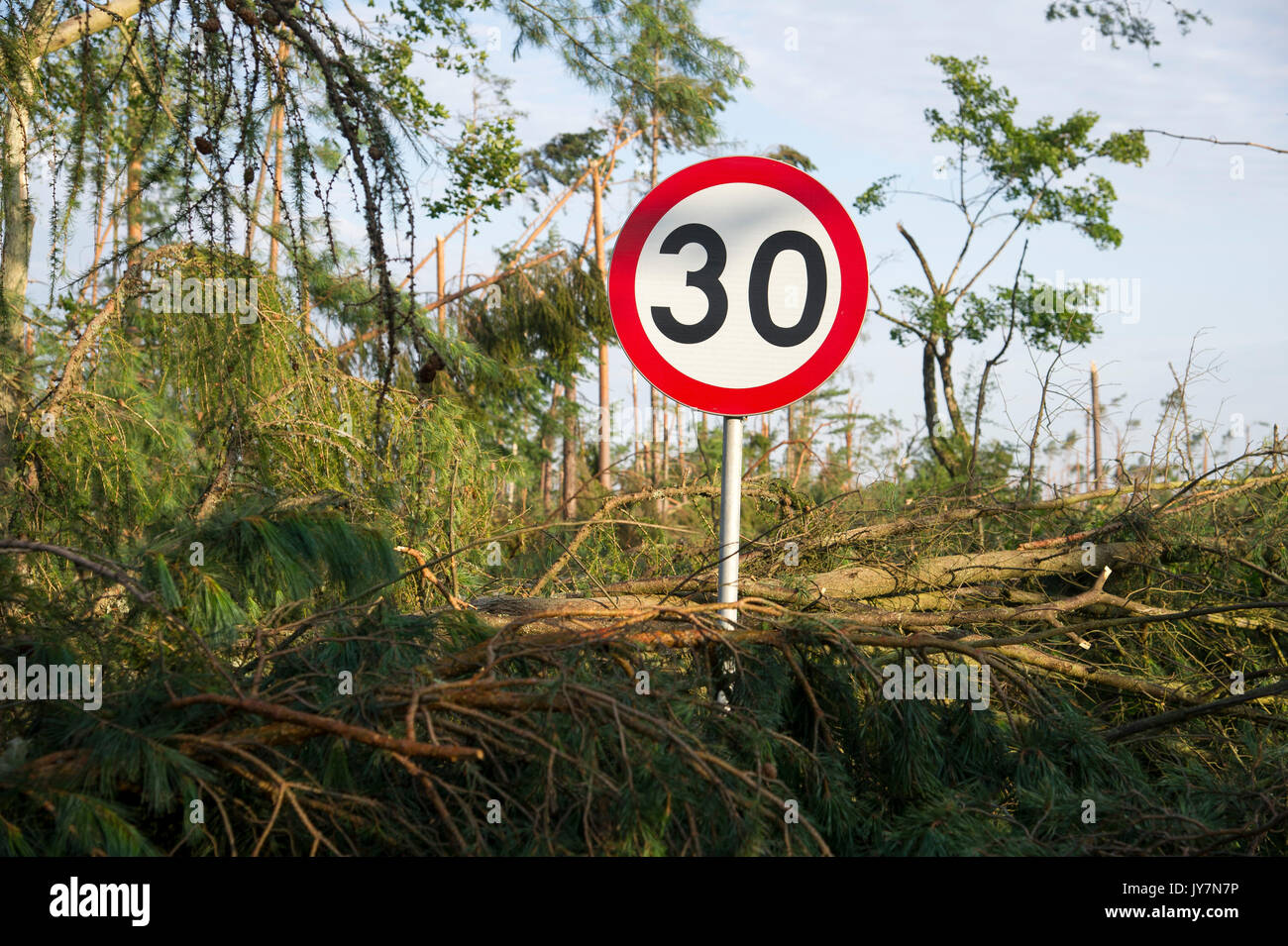 Fallen trees in forest caused by extremely high wind speed during the ...