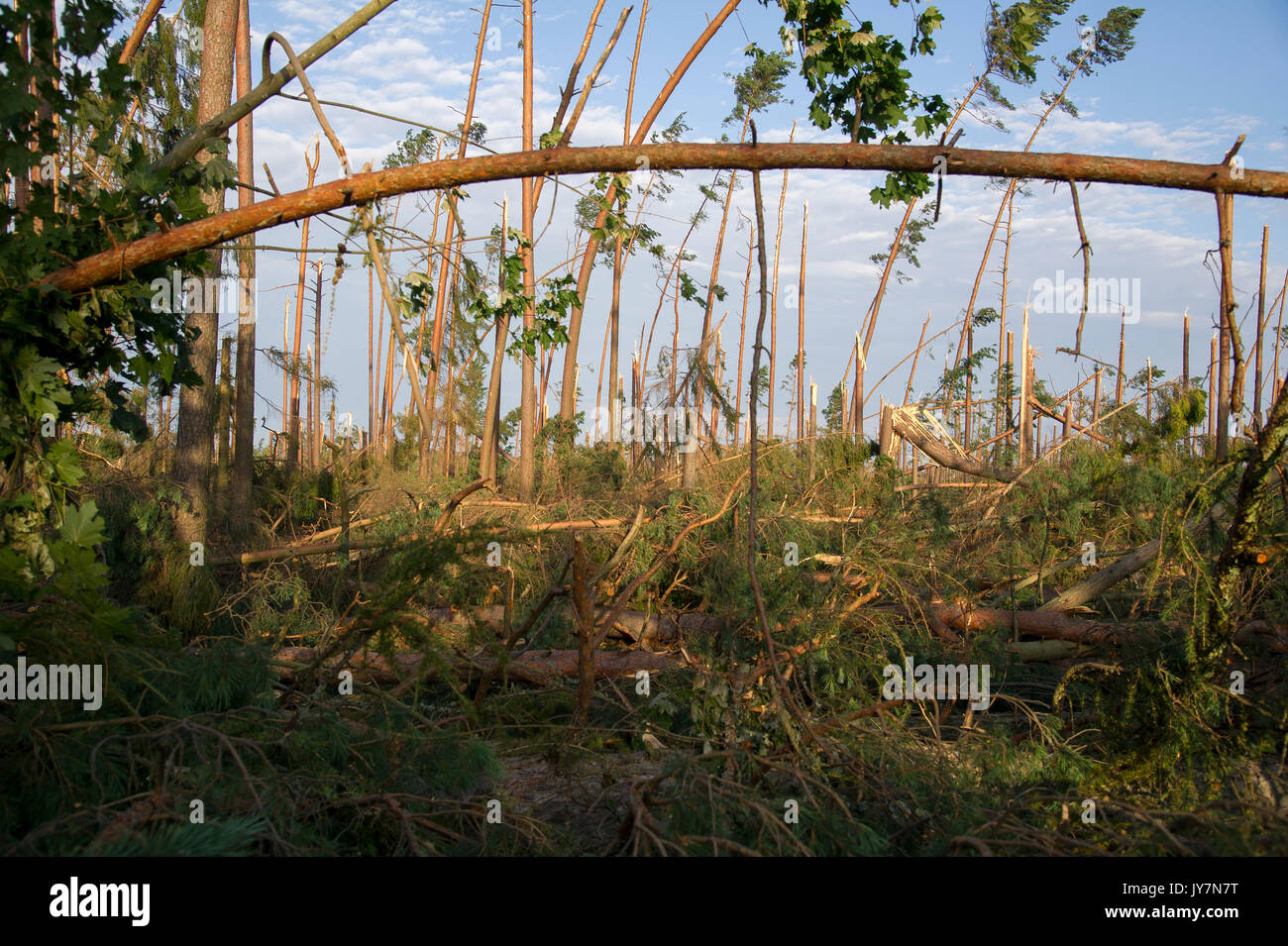 Fallen trees in forest caused by extremely high wind speed during the ...