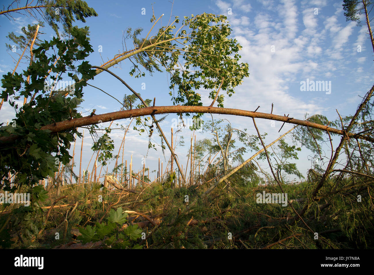 Fallen trees in forest caused by extremely high wind speed during the ...