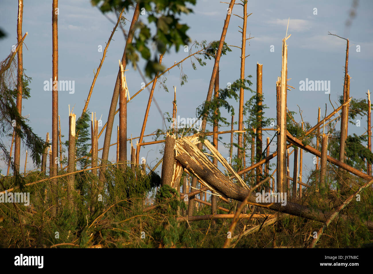 Fallen trees in forest caused by extremely high wind speed during the ...