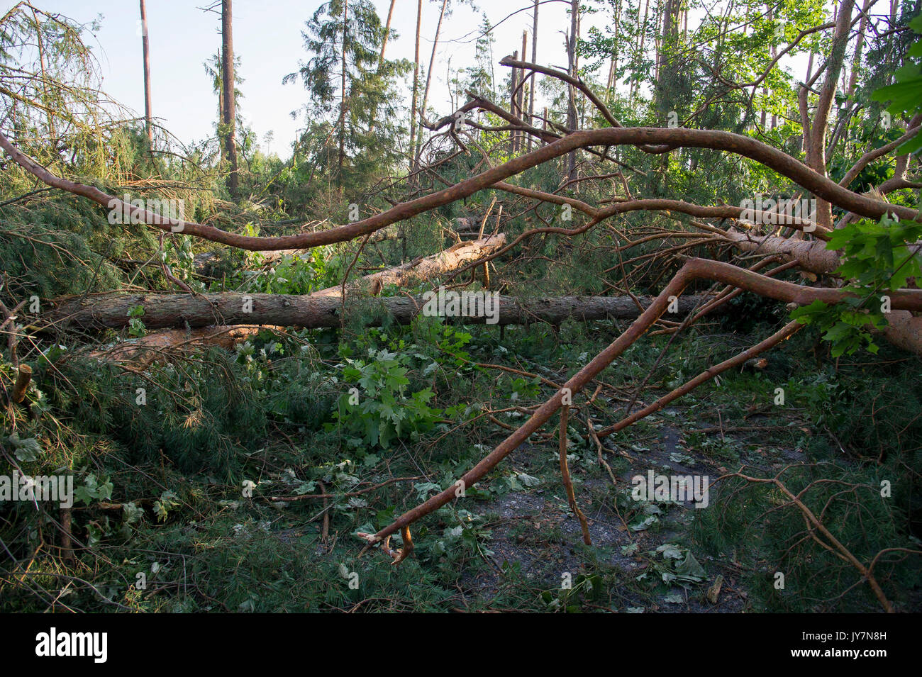 Fallen trees in forest caused by extremely high wind speed during the ...