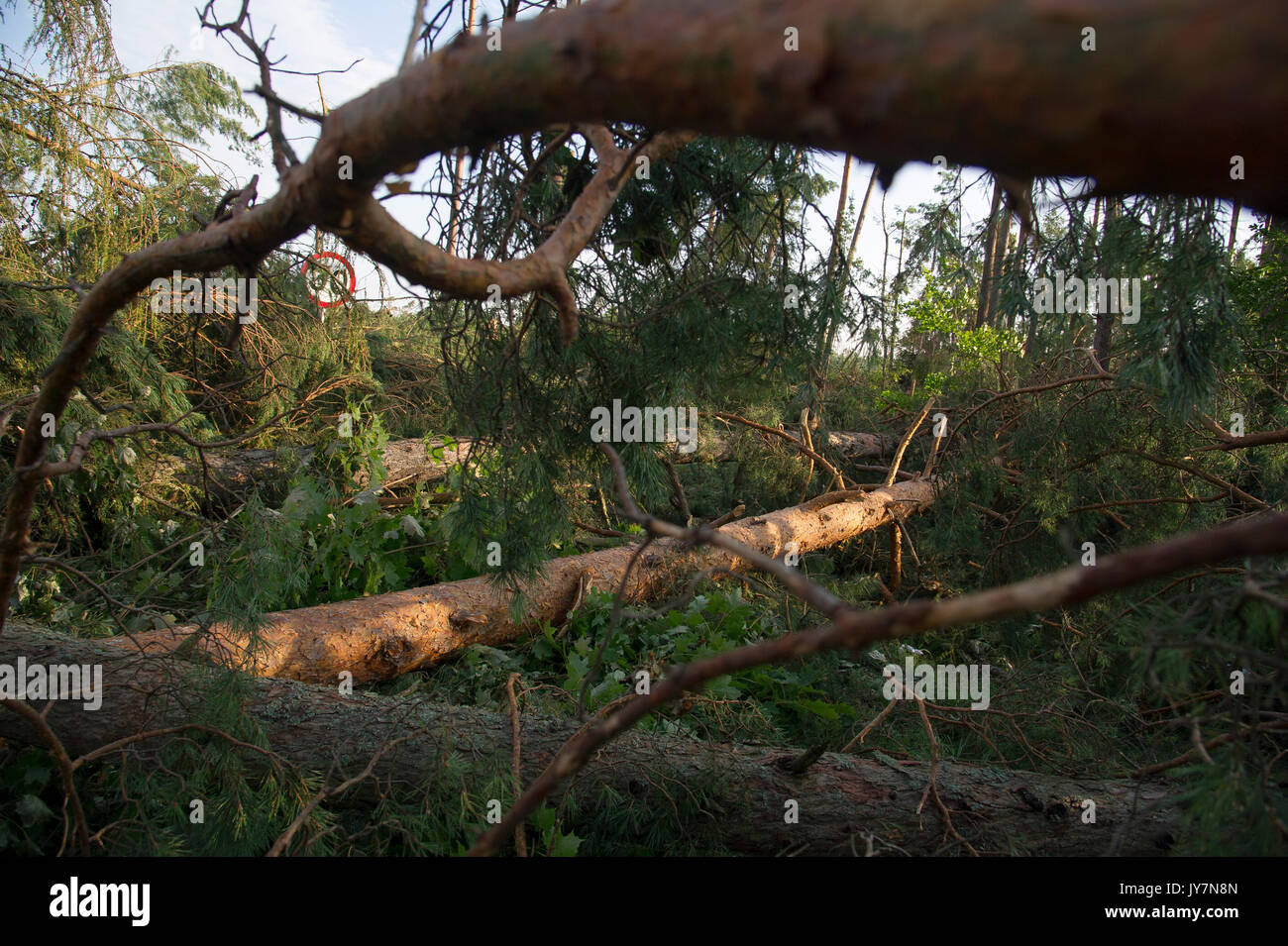 Fallen trees in forest caused by extremely high wind speed during the ...
