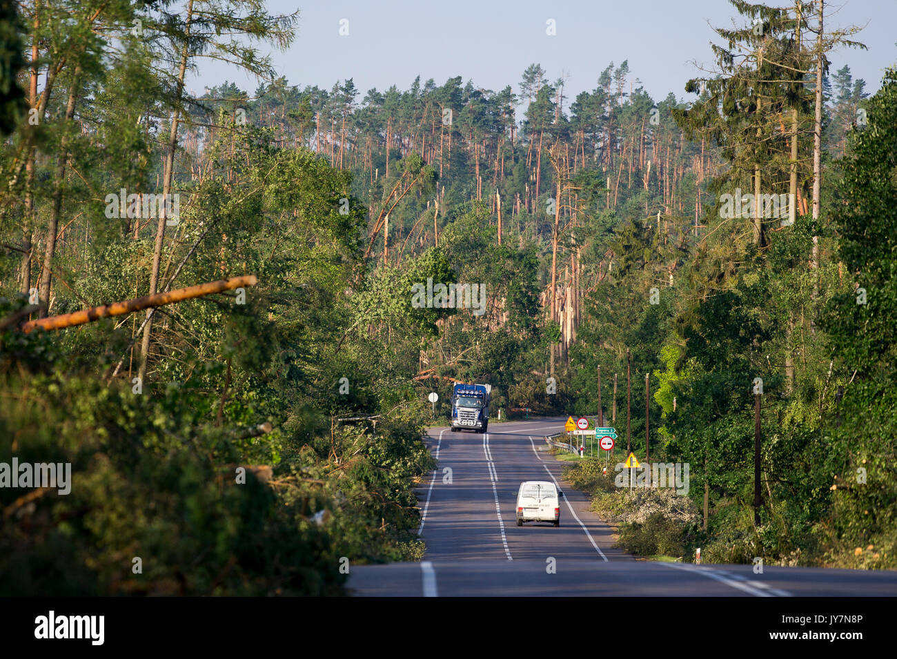 Fallen trees in forest caused by extremely high wind speed during the ...