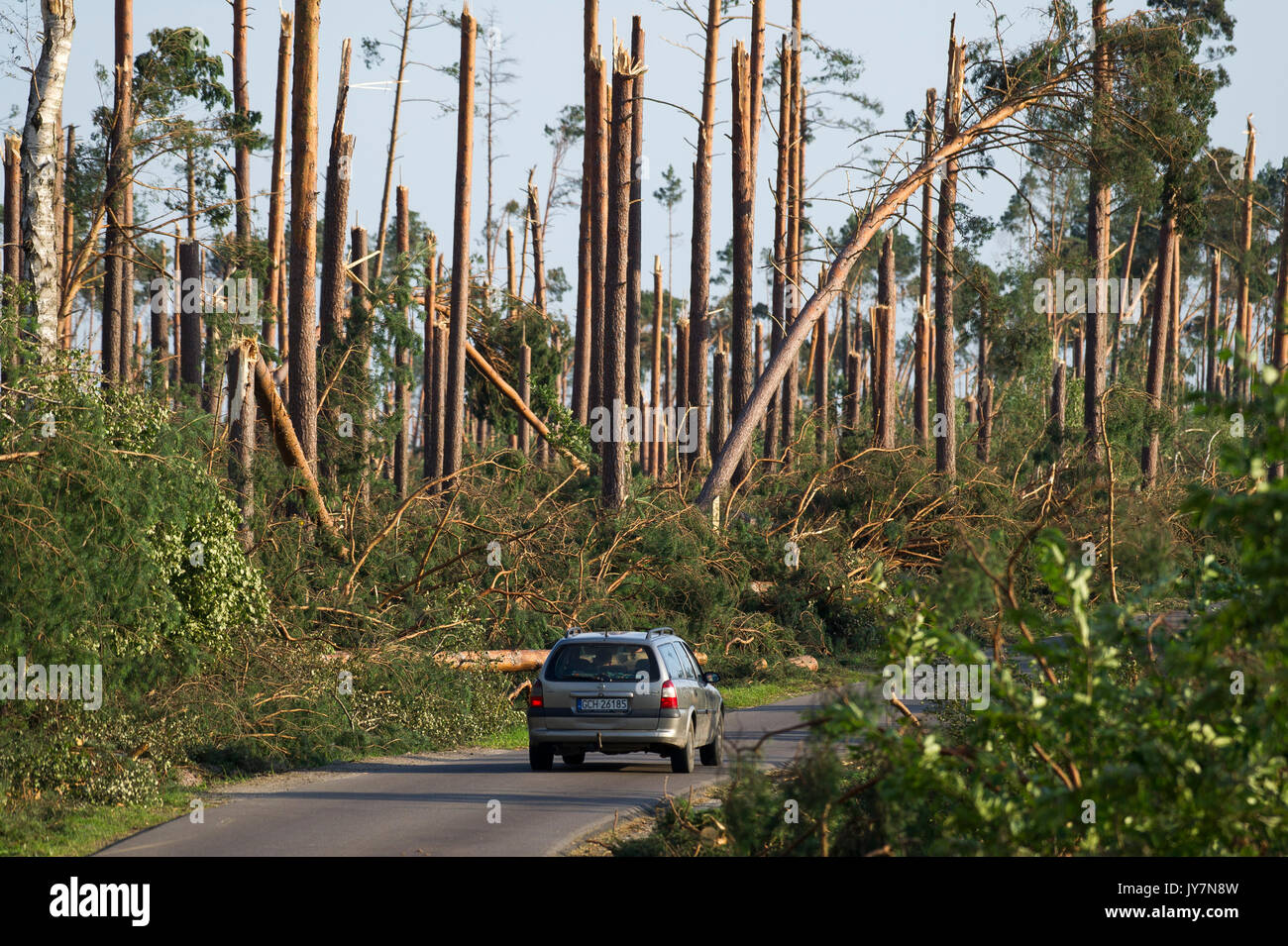 Fallen trees in forest caused by extremely high wind speed during the ...