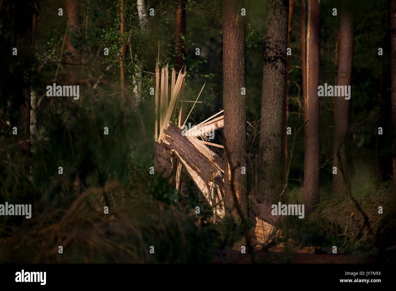 Fallen trees in forest caused by extremely high wind speed during the ...