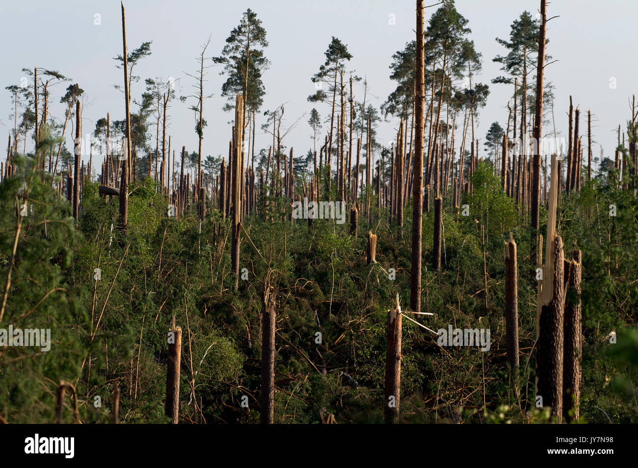 Fallen trees in forest caused by extremely high wind speed during the ...