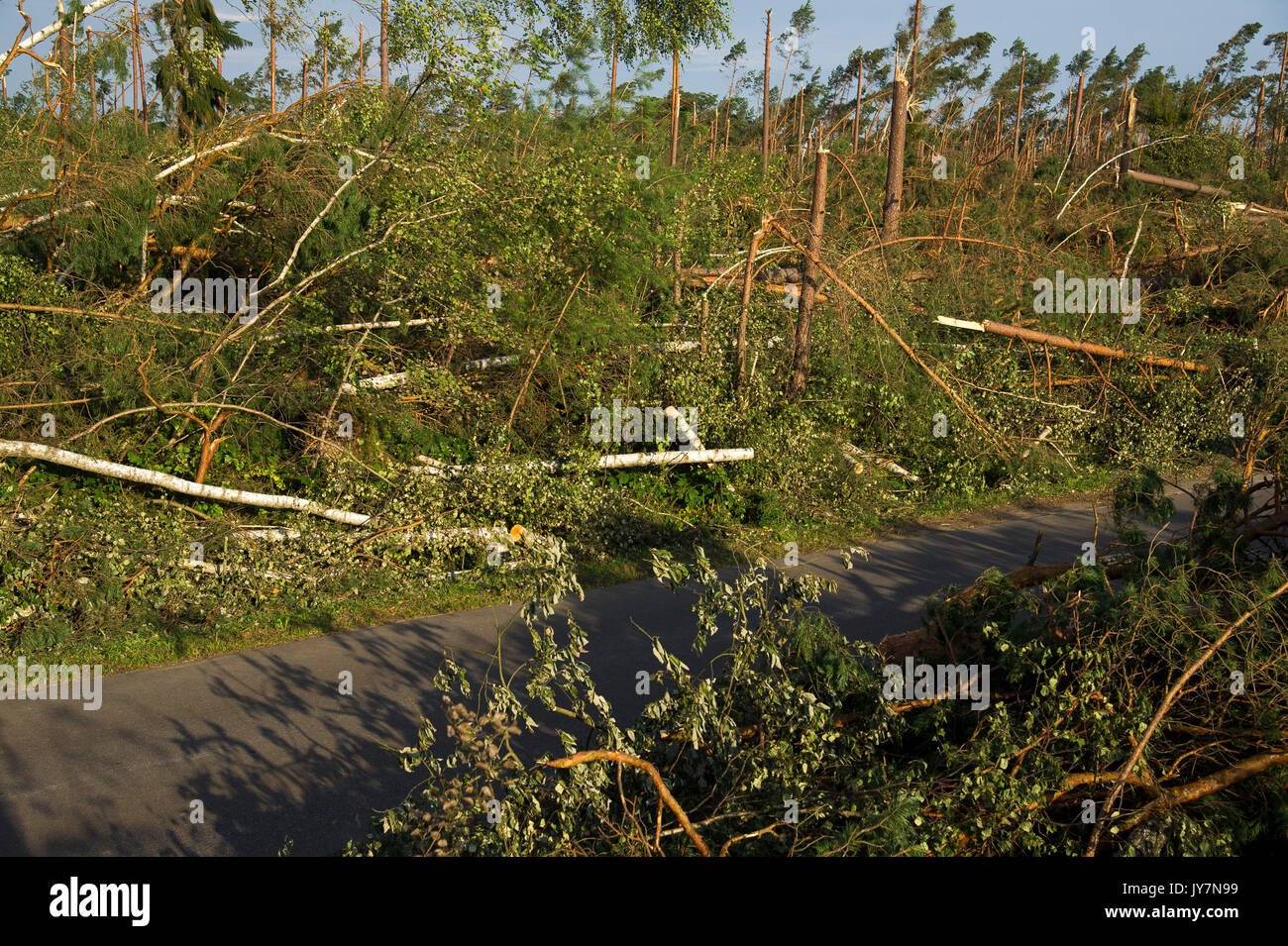 Fallen trees in forest caused by extremely high wind speed during the ...