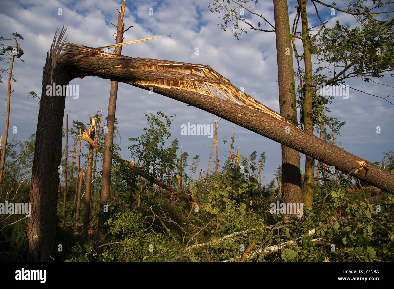 Fallen trees in forest caused by extremely high wind speed during the ...