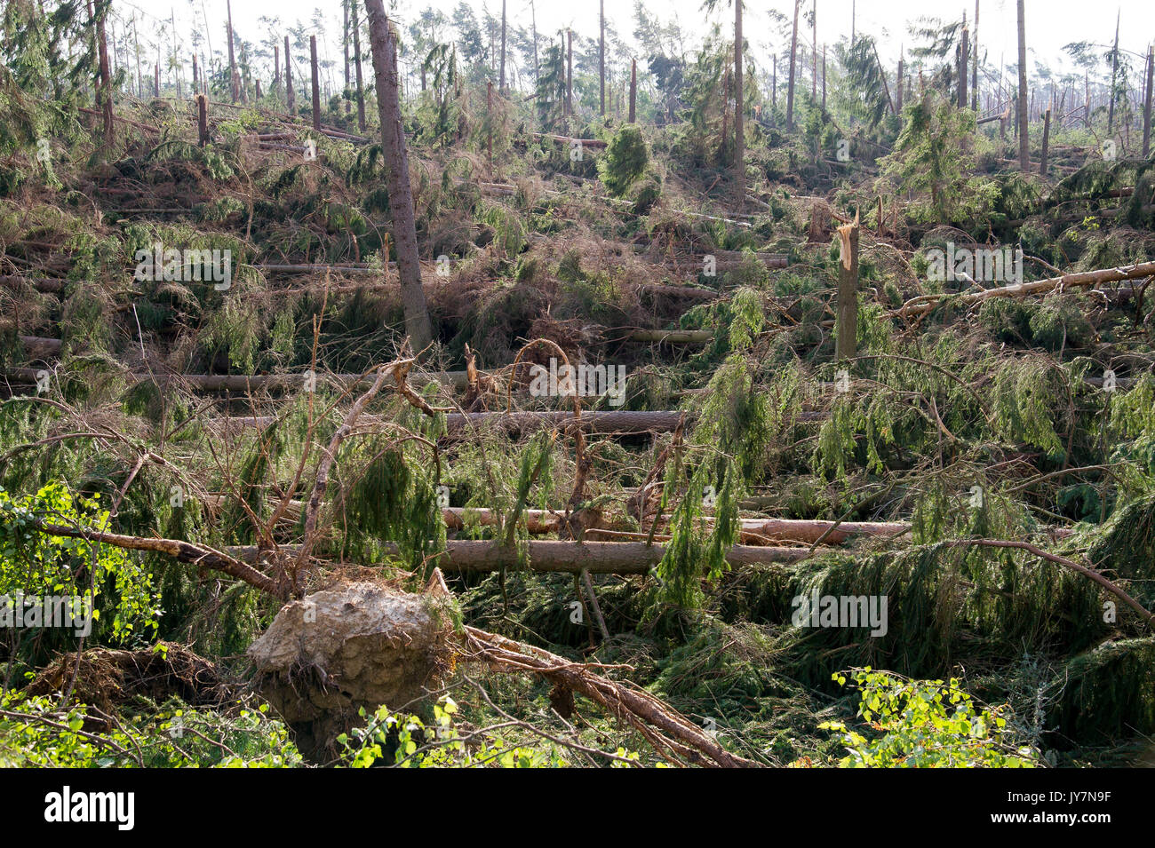 Fallen trees in forest caused by extremely high wind speed during the ...