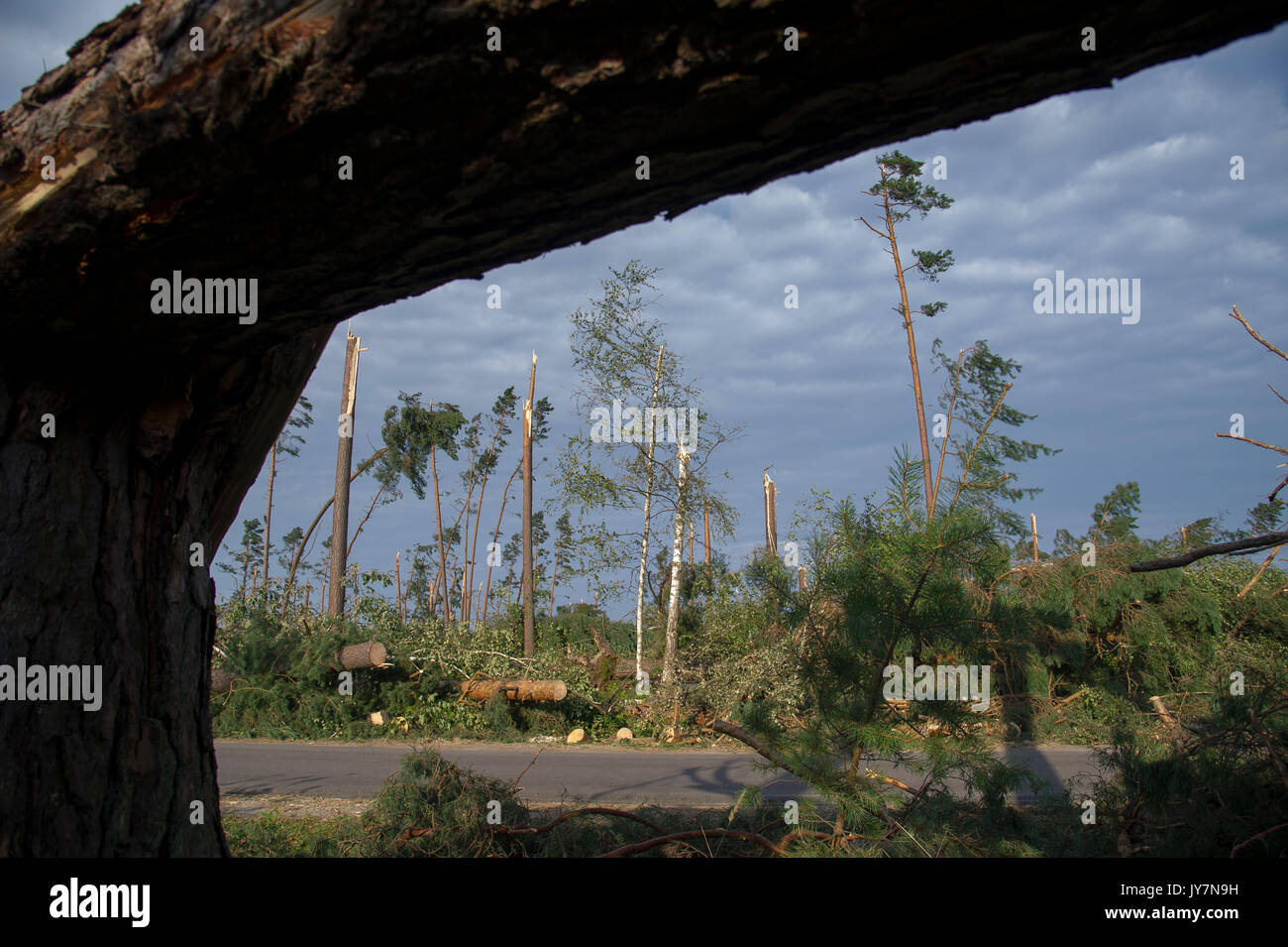 Fallen trees in forest caused by extremely high wind speed during the ...