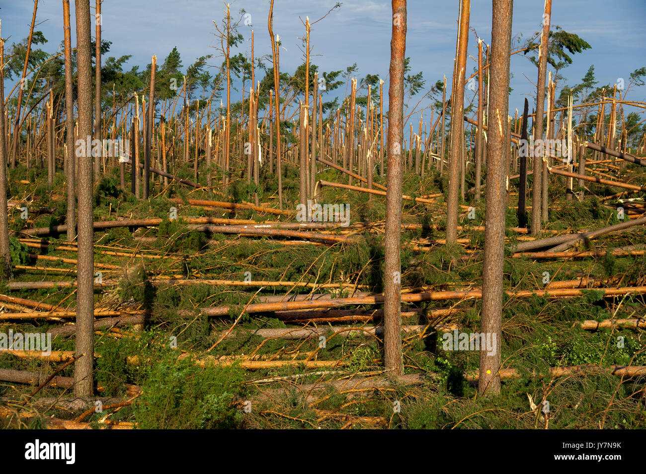 Fallen trees in forest caused by extremely high wind speed during the ...