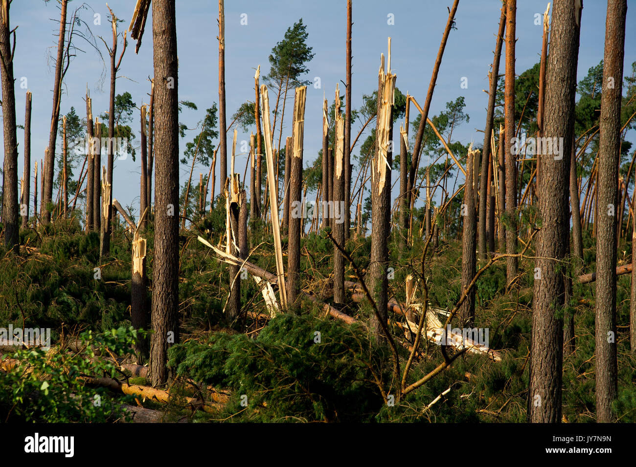 Fallen trees in forest caused by extremely high wind speed during the ...