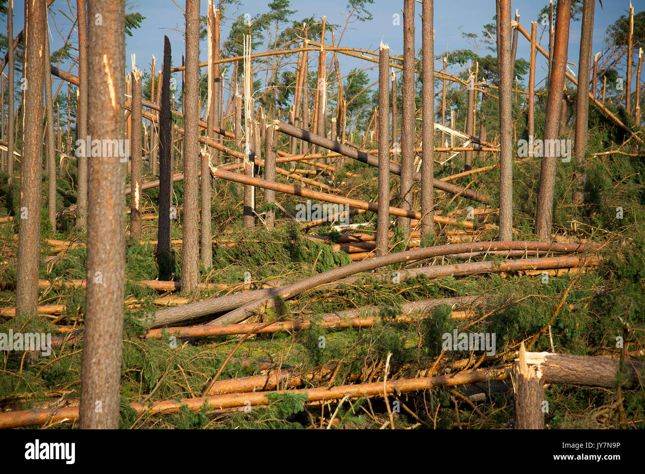 Fallen trees in forest caused by extremely high wind speed during the ...