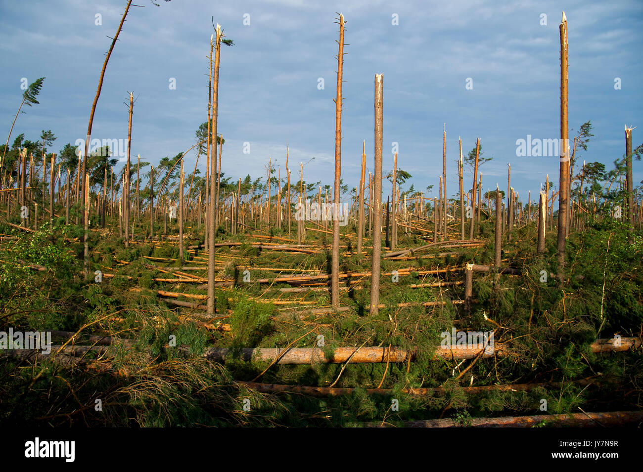 Fallen trees in forest caused by extremely high wind speed during the ...