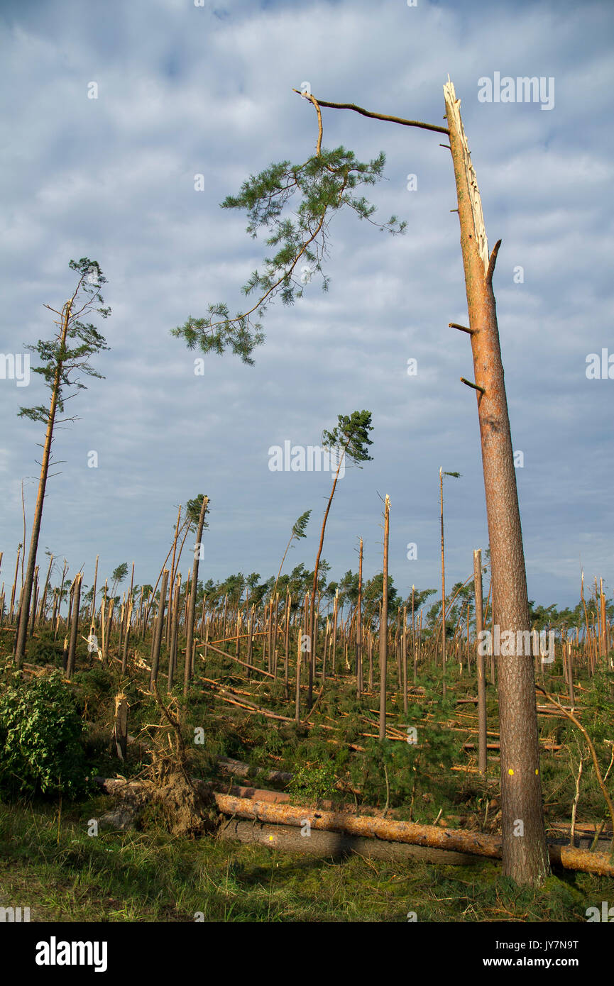 Fallen trees in forest caused by extremely high wind speed during the ...