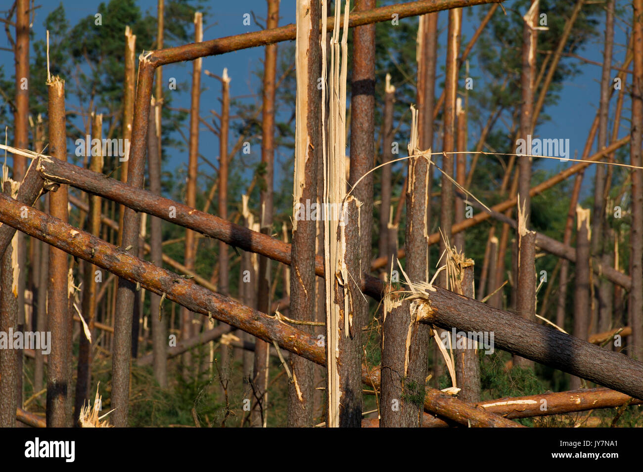 Fallen trees in forest caused by extremely high wind speed during the ...