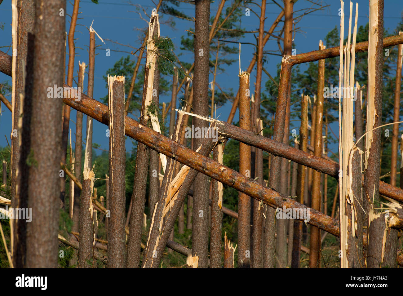 Fallen trees in forest caused by extremely high wind speed during the ...
