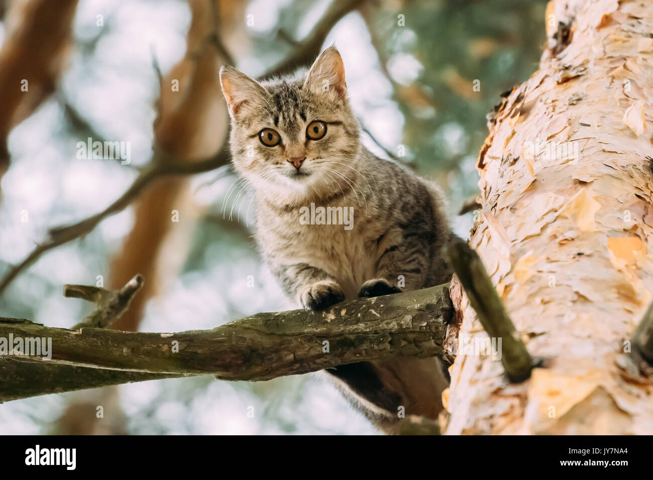 Funny Cat Sitting On A Pine Tree Branch In Summer Forest Or Park Stock ...