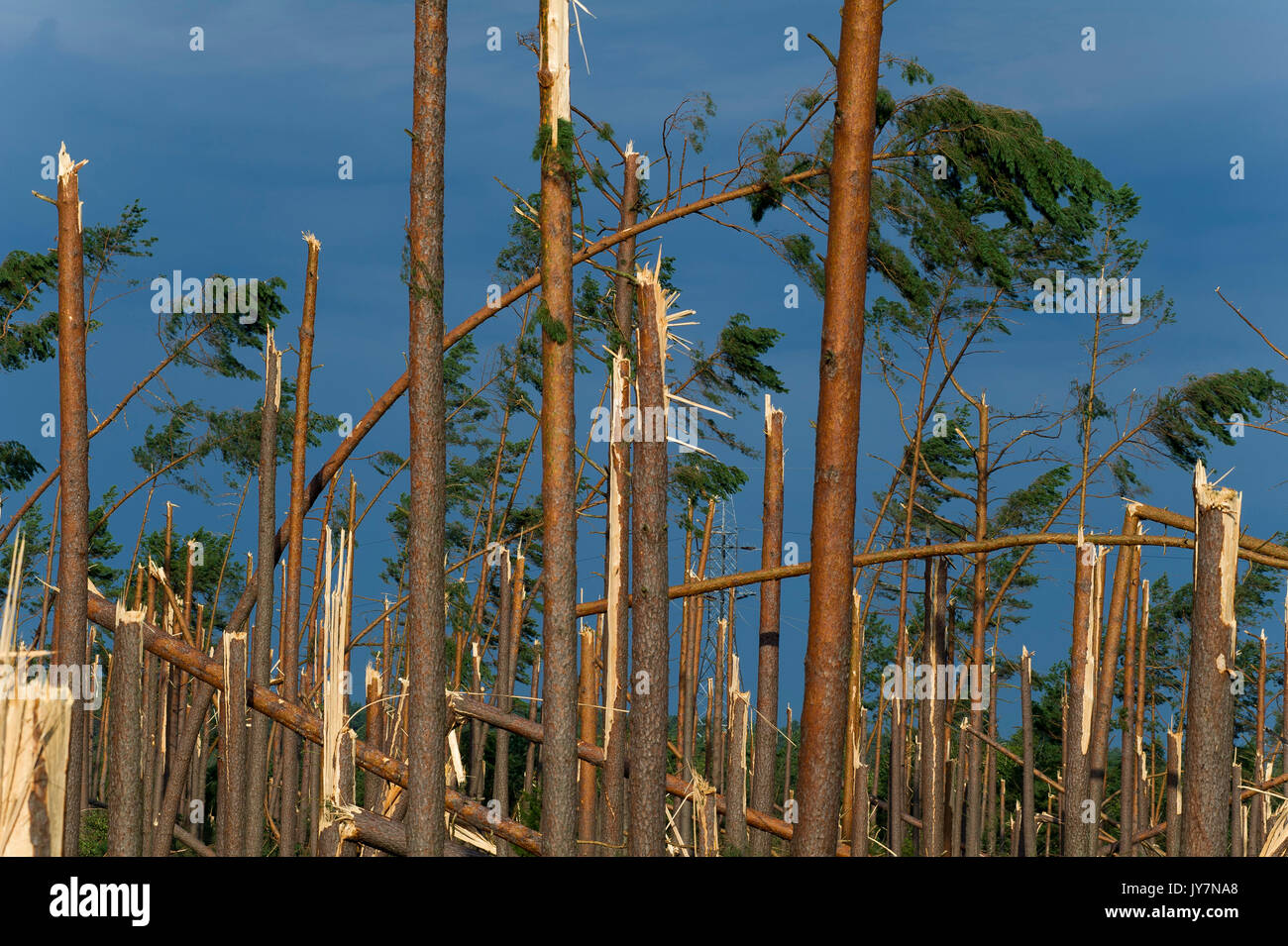 Fallen trees in forest caused by extremely high wind speed during the ...
