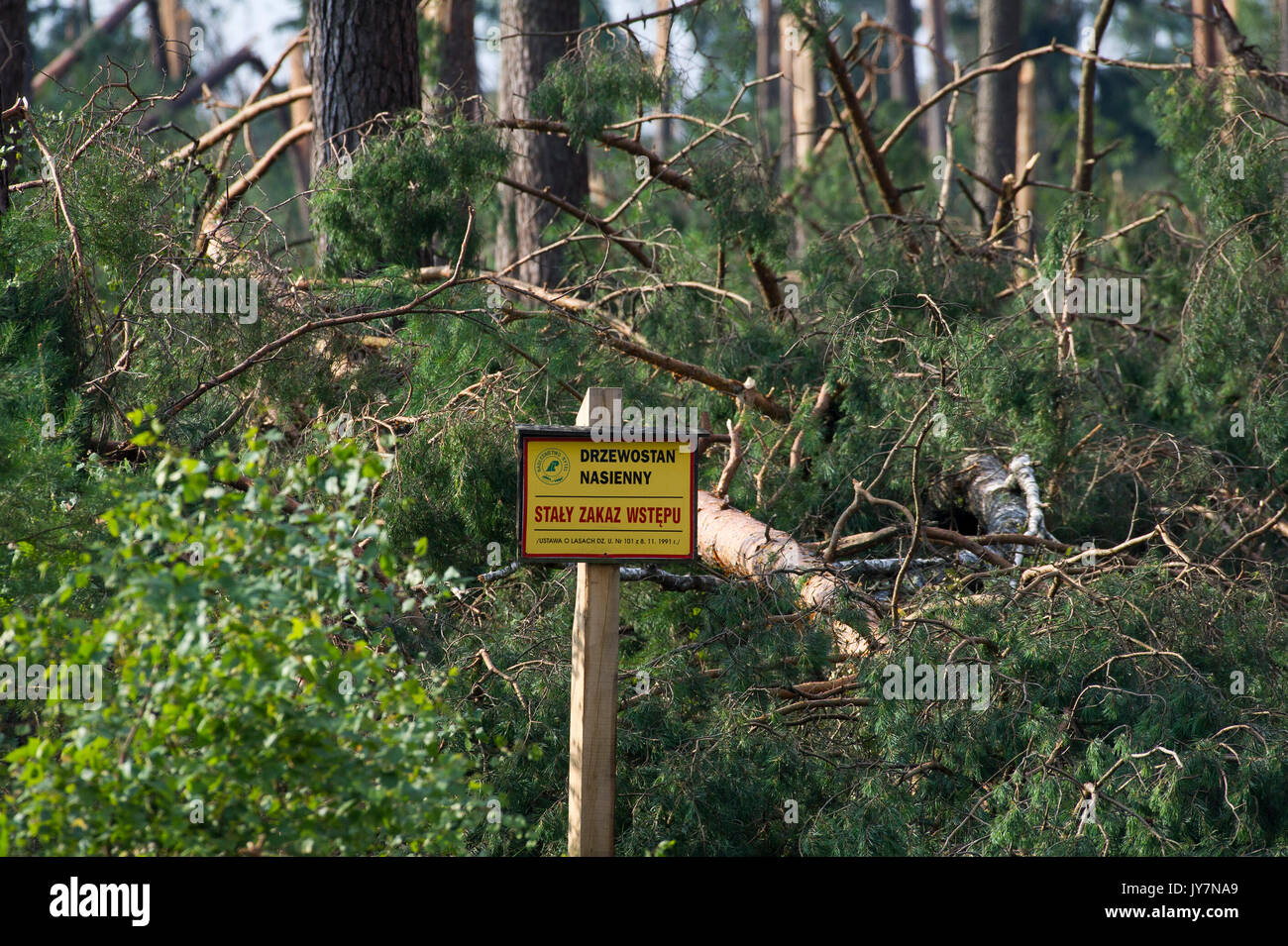 Fallen trees in forest caused by extremely high wind speed during the ...