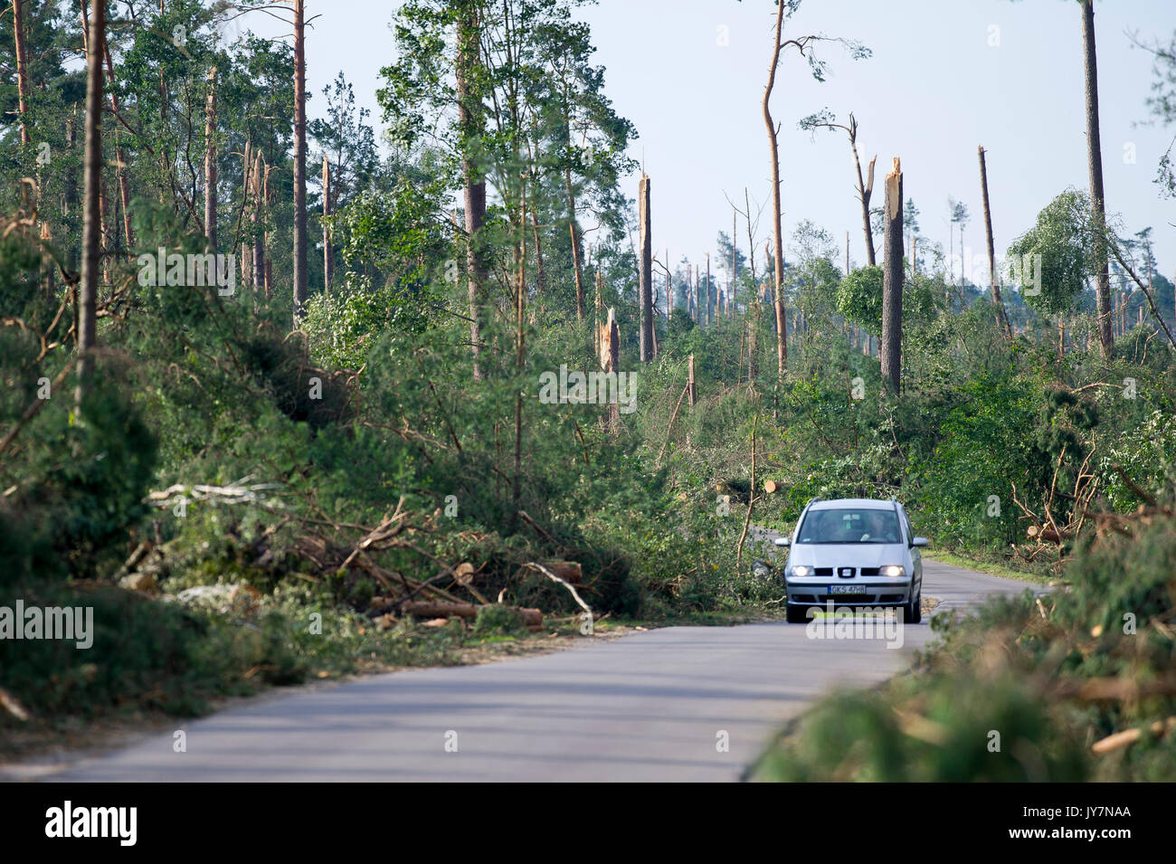Fallen trees in forest caused by extremely high wind speed during the ...