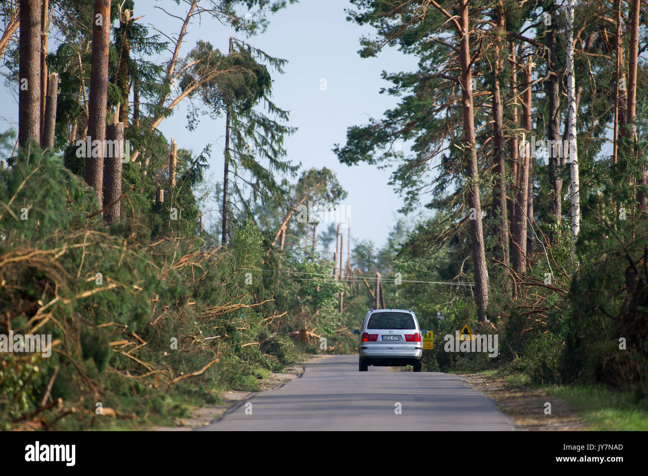 Fallen trees in forest caused by extremely high wind speed during the ...