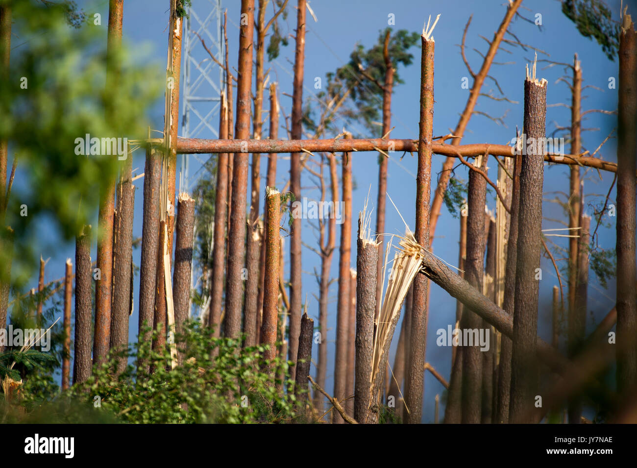 Fallen trees in forest caused by extremely high wind speed during the ...