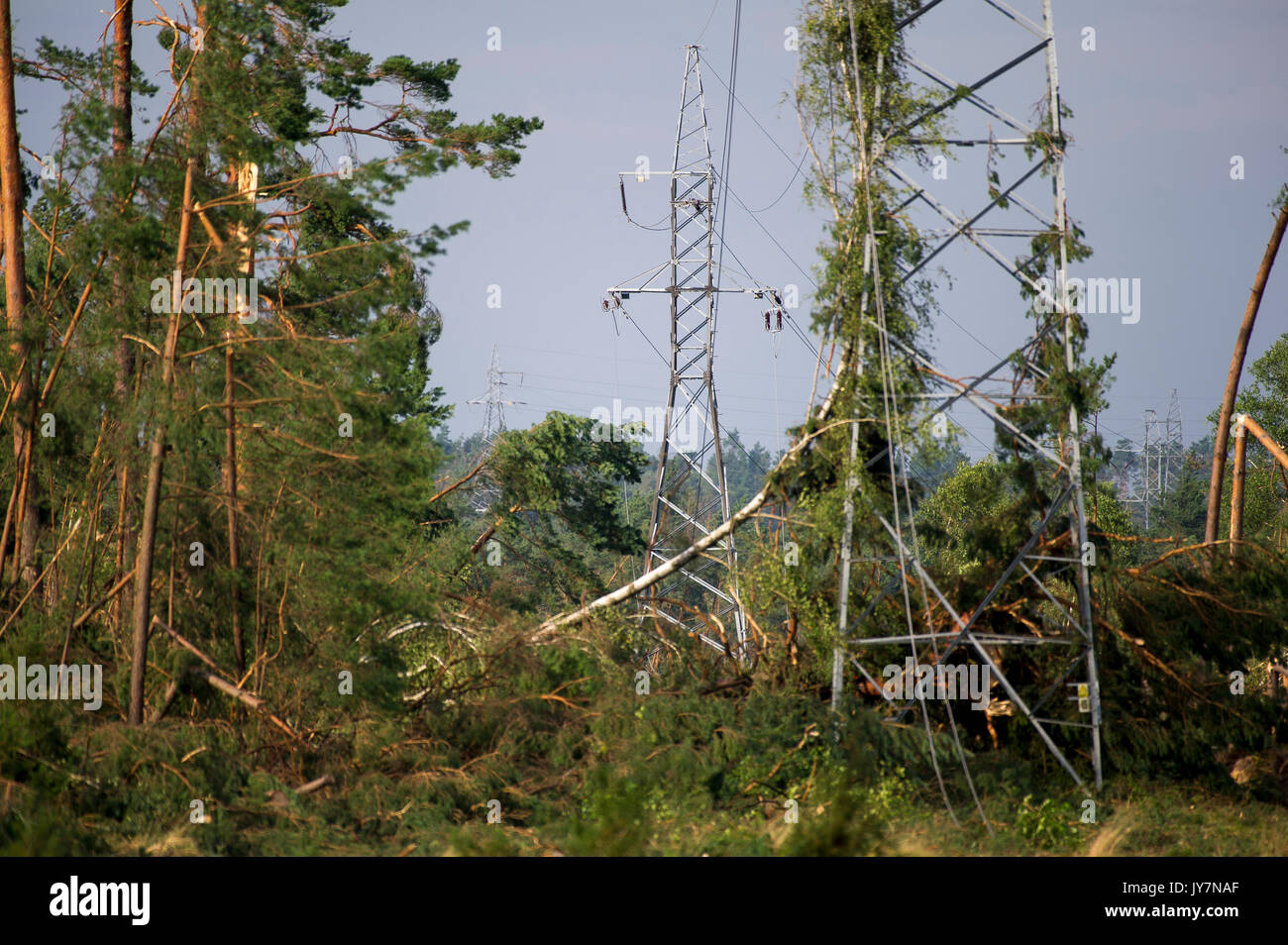 Fallen trees in forest caused by extremely high wind speed during the ...